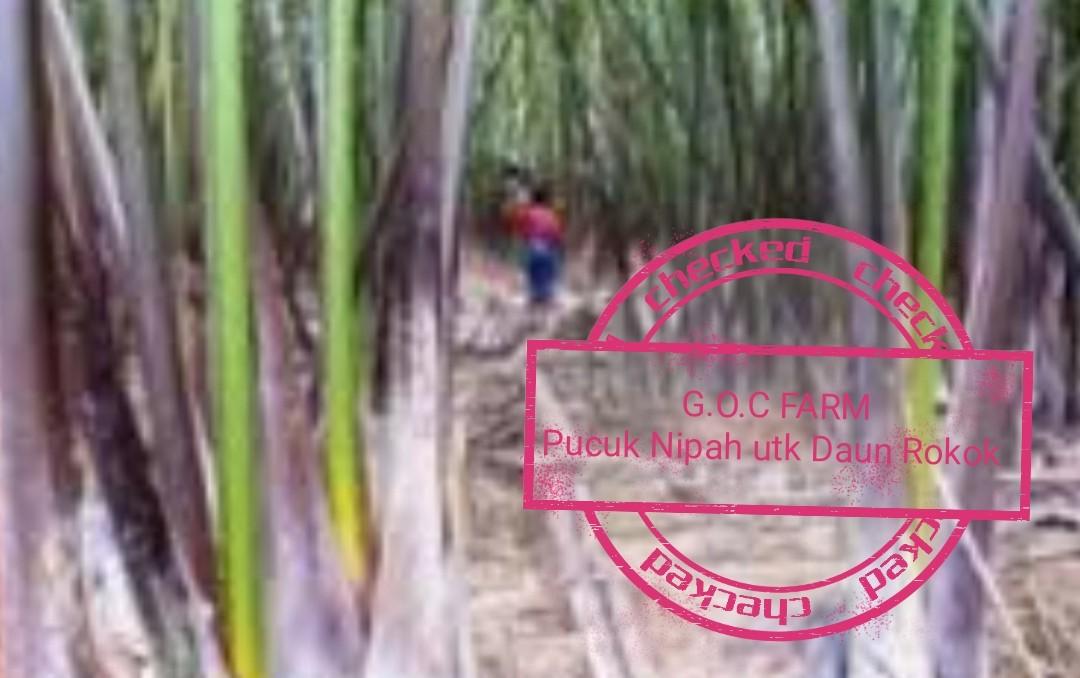 Pucuk Pokok Nipah Untuk Dibuat Daun Gulung Rokok Furniture And Home