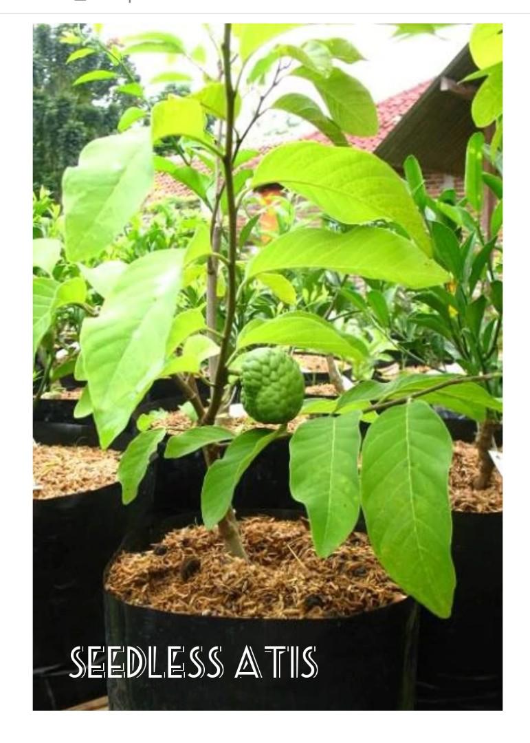 Seedless Atis, Furniture & Home Living, Gardening, Plants & Seeds on Carousell