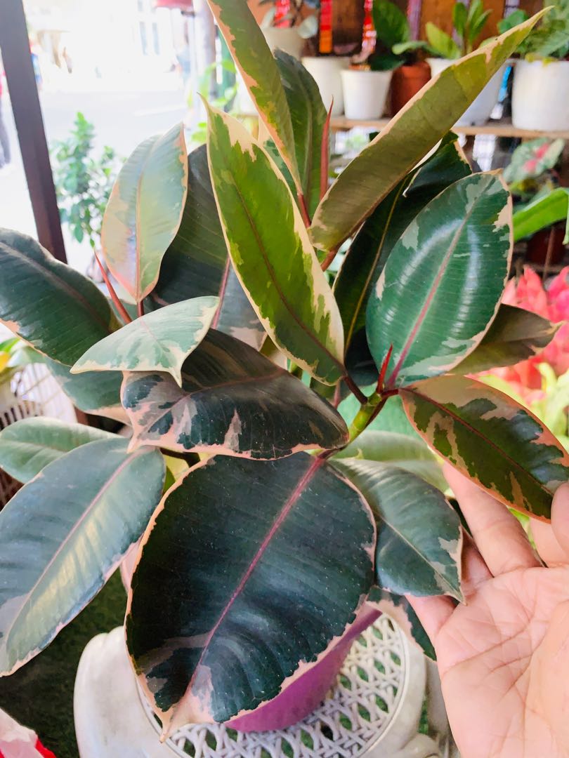 Thailand Ruby Tineke Rubber Tree 3 in 1, Furniture & Home Living ...
