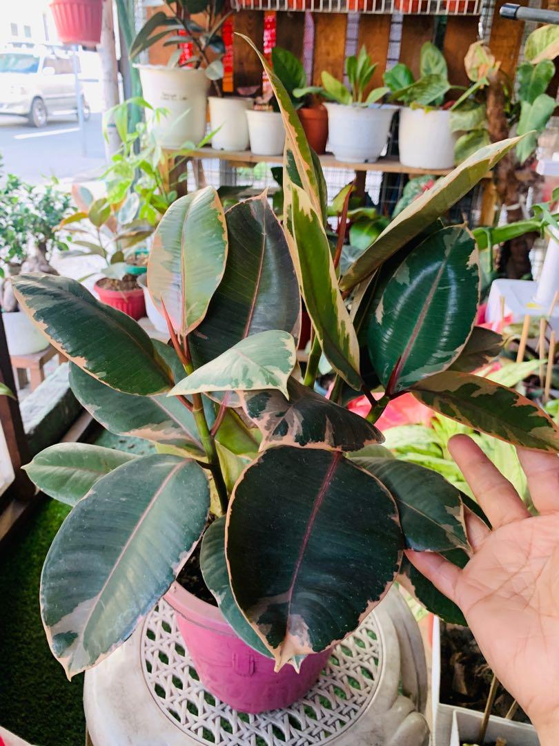 Thailand Ruby Tineke Rubber Tree 3 in 1, Furniture & Home Living ...