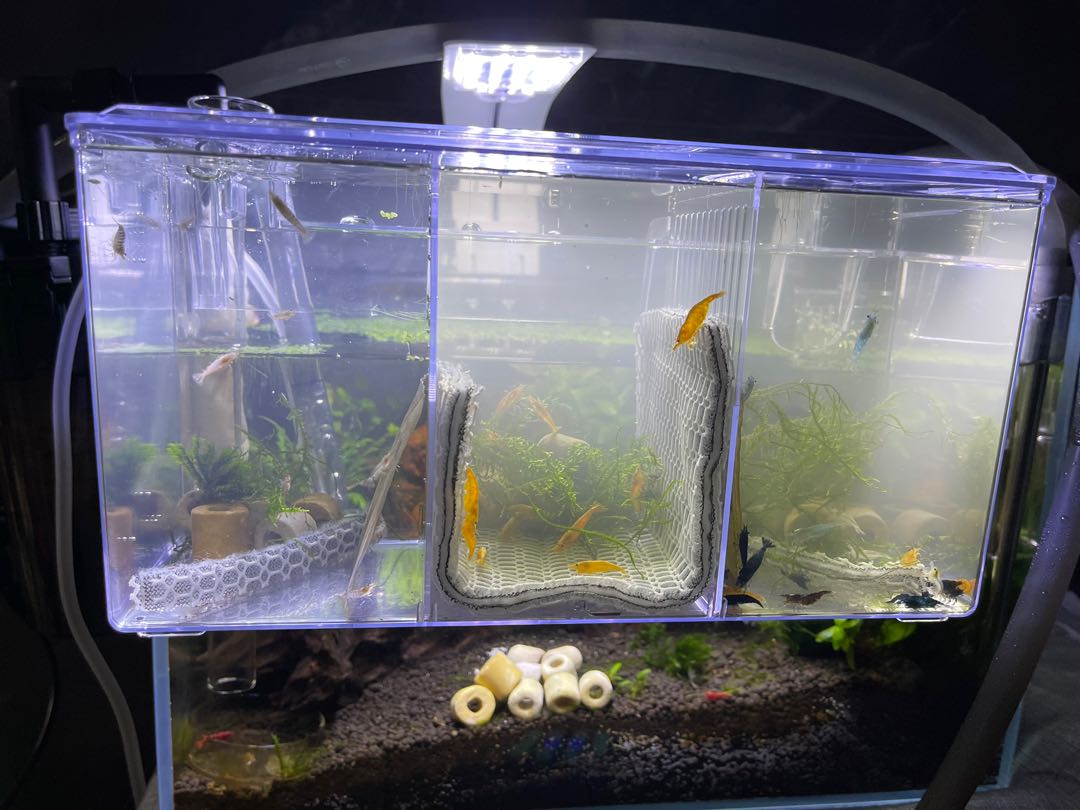 Breeder box external, Pet Supplies, Homes & Other Pet Accessories on ...