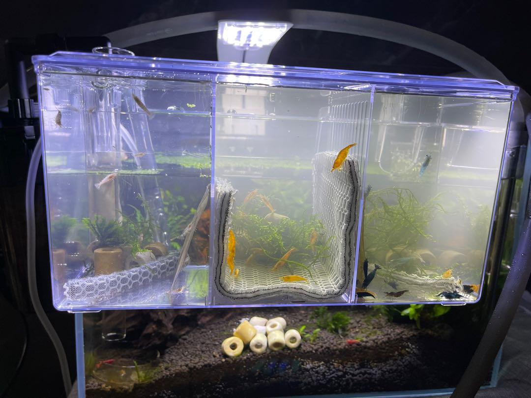 Breeder box external, Pet Supplies, Homes & Other Pet Accessories on ...