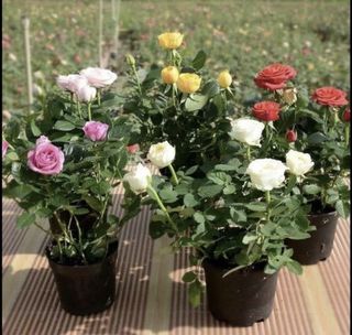 Mini Dwarf Rose Plant in a pot potted, Furniture & Home Living ...