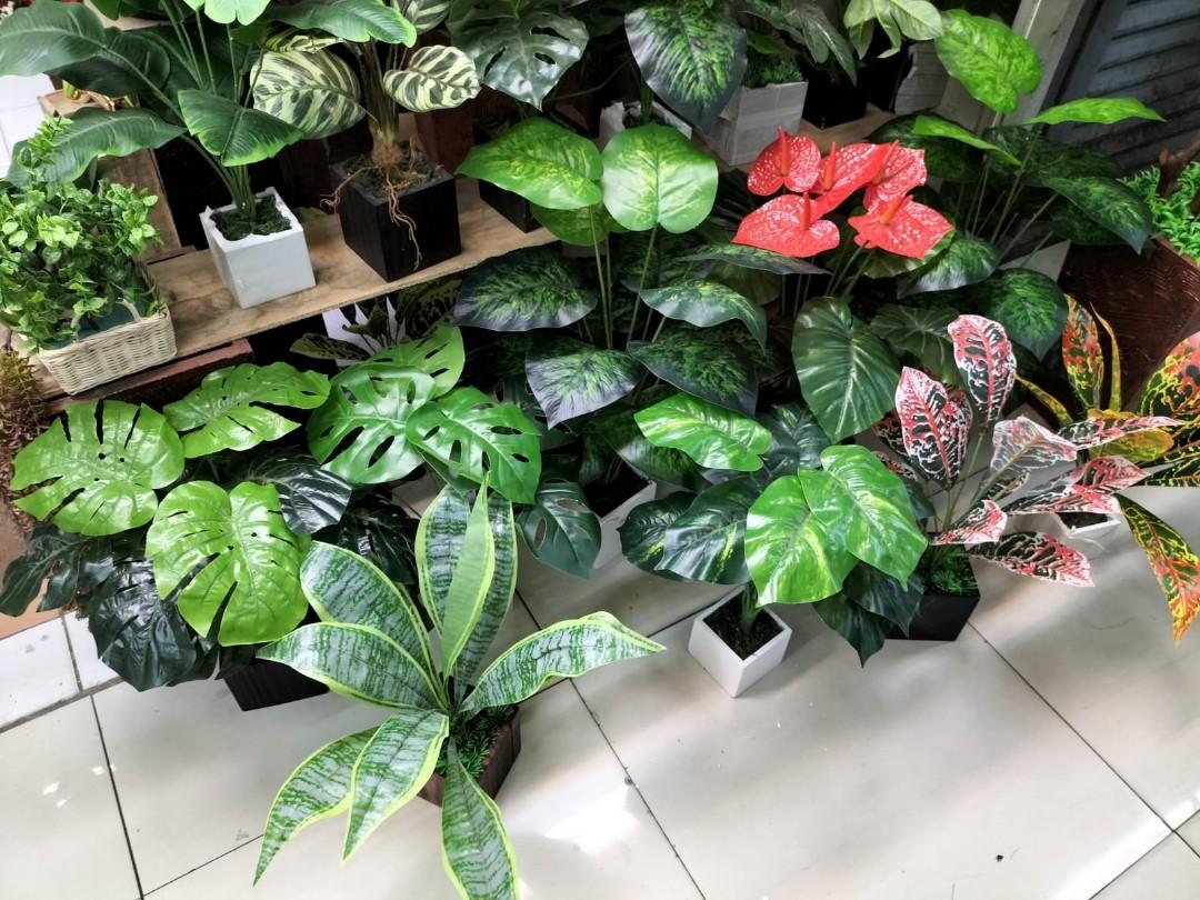 POHON TANAMAN MINI, Perkebunan di Carousell