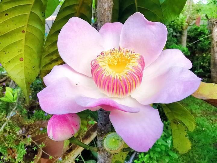 Pokok bunga heaven lotus, Furniture & Home Living, Gardening, Plants ...