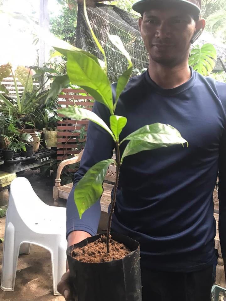 Pokok bunga heaven lotus, Furniture & Home Living, Gardening, Plants ...