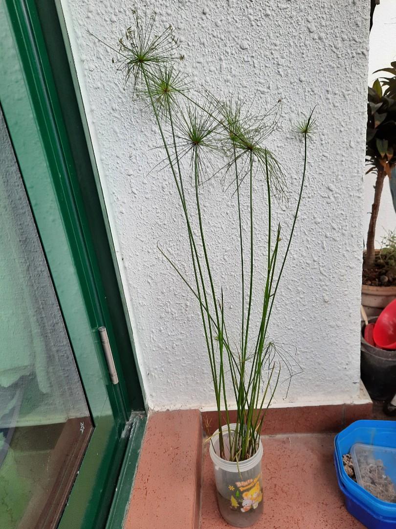Aquatic plant - dwarf cyperus papyrus, Furniture & Home Living ...