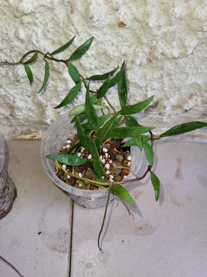 Hoya mirabilis "splash", Furniture & Home Living, Gardening, Plants ...