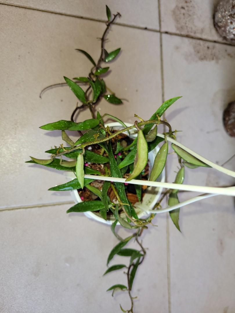 Hoya mirabilis "splash", Furniture & Home Living, Gardening, Plants ...