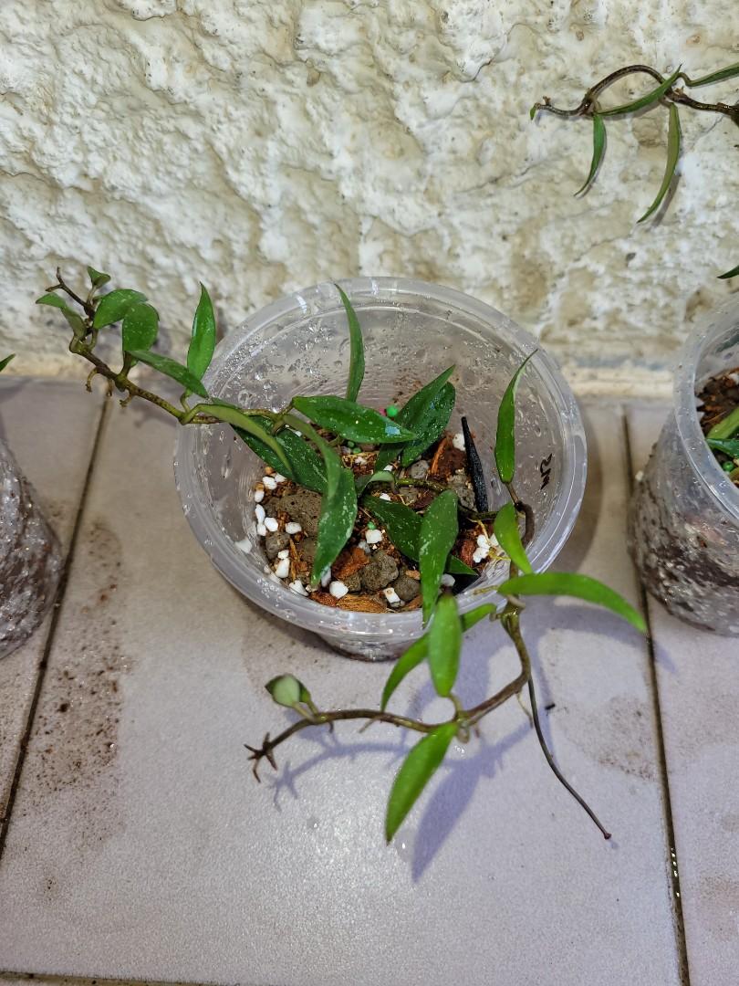 Hoya mirabilis "splash", Furniture & Home Living, Gardening, Plants ...