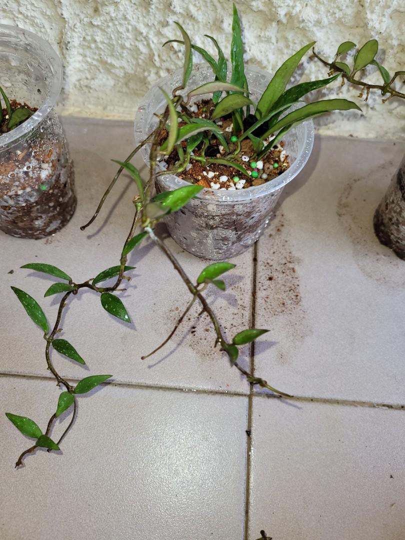 Hoya mirabilis "splash", Furniture & Home Living, Gardening, Plants ...