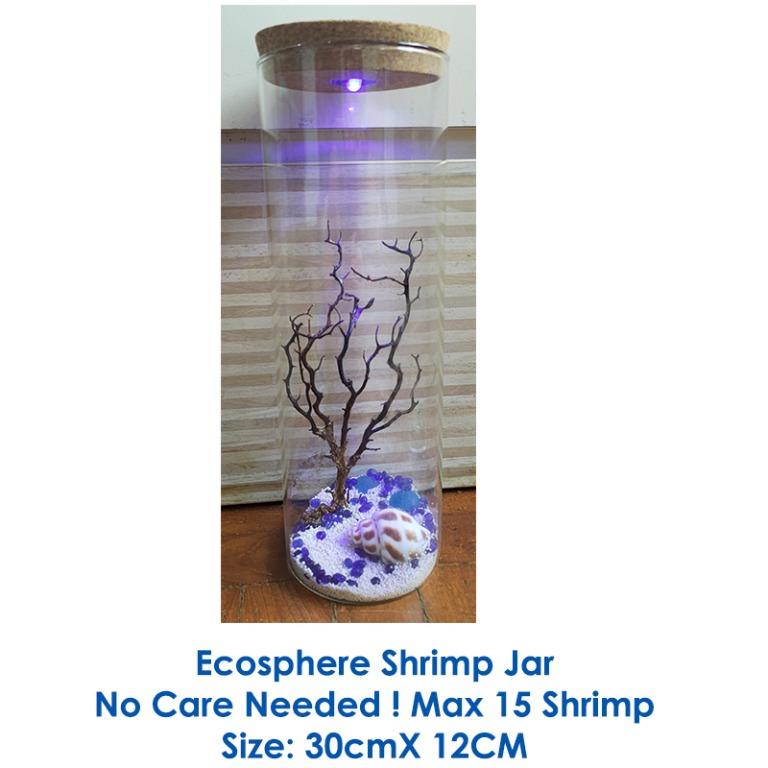 JUMBO giant shrimp jar ecosphere tank with led light shrimp jar ...