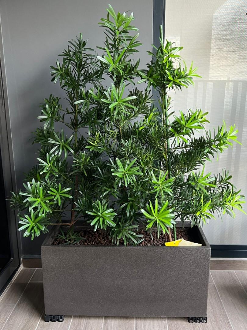 Luo Han Song/Podocarpus Macrophyllus/Fern Pine/Kusamaki, Furniture ...