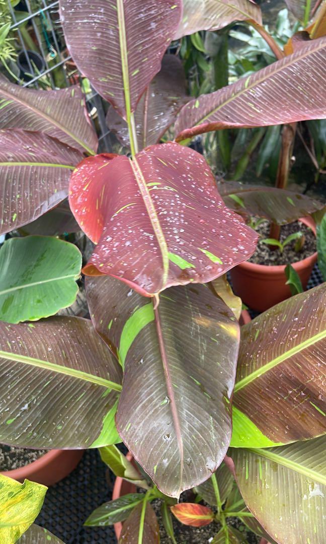Red siam ruby banana variegated (small), Furniture & Home Living ...