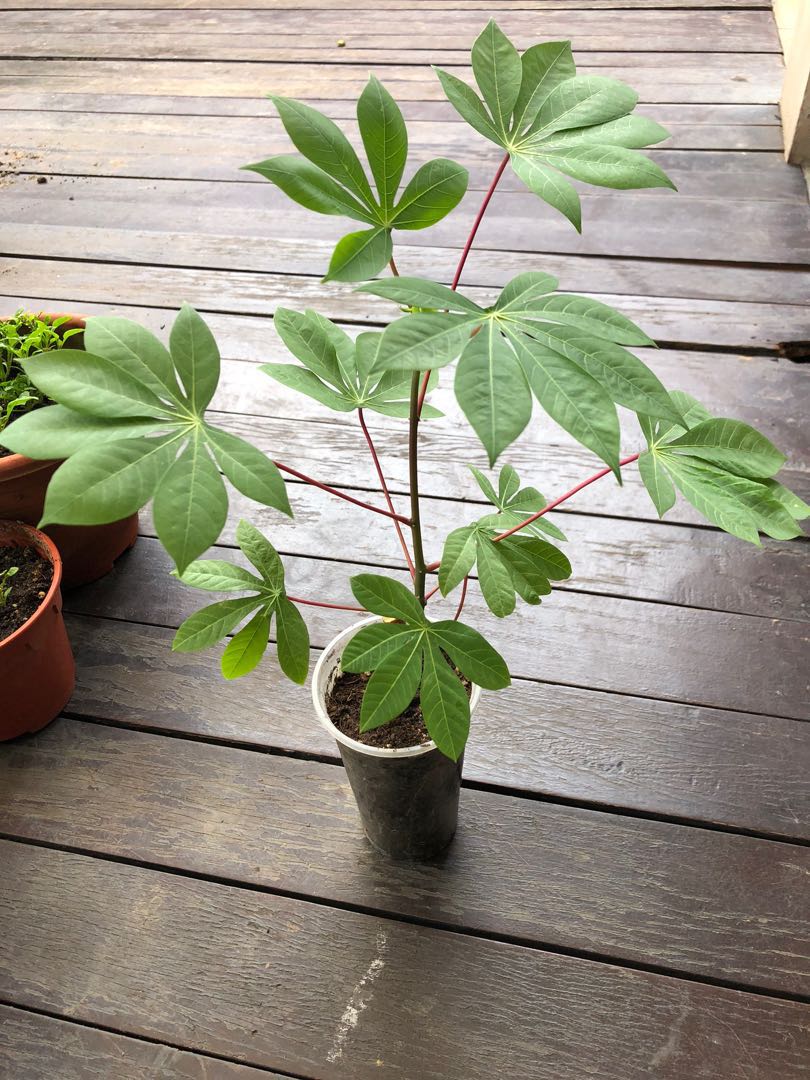 Tapioca plant (Ubi plant), Furniture & Home Living, Gardening, Plants ...