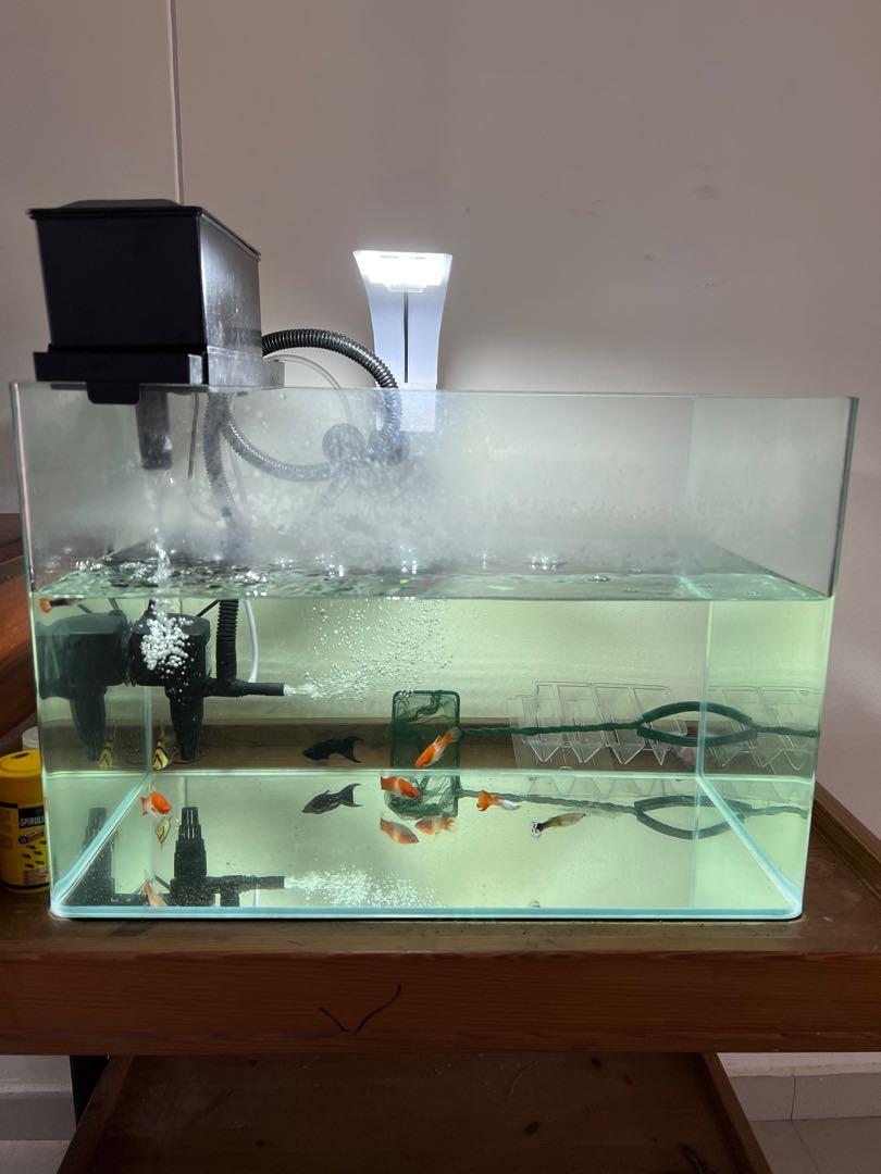 Aquarium without filter and light, Pet Supplies, Homes & Other Pet ...