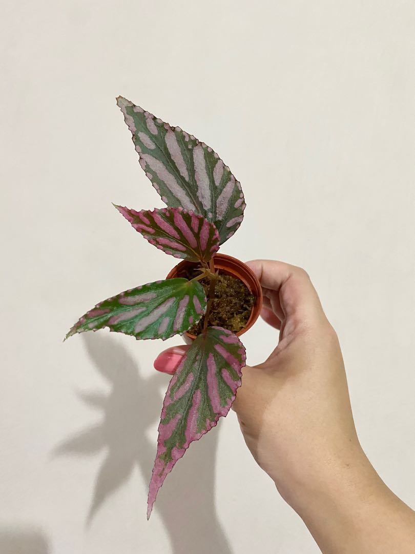 Begonia Julau, Furniture & Home Living, Gardening, Plants & Seeds on ...