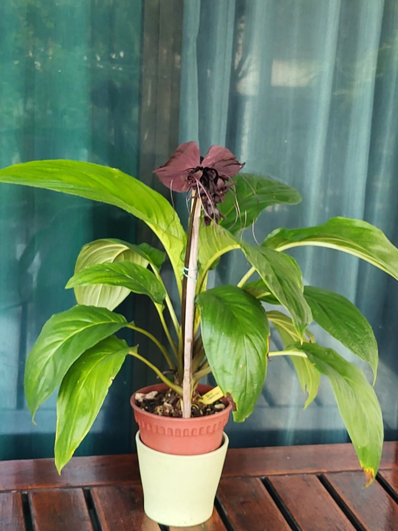 Black Bat Lily, Furniture & Home Living, Gardening, Plants & Seeds on ...