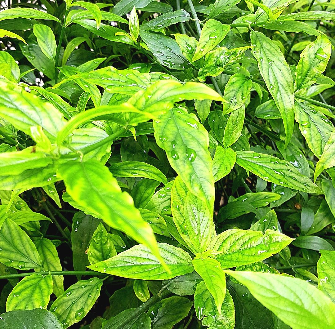 Fresh sabah snake grass, Furniture & Home Living, Gardening, Plants ...