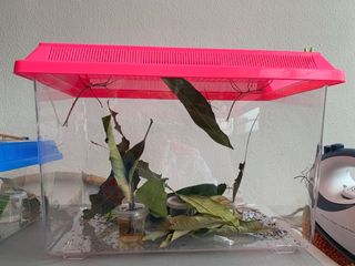Plastic Tank for Stick Insects, Everything Else on Carousell