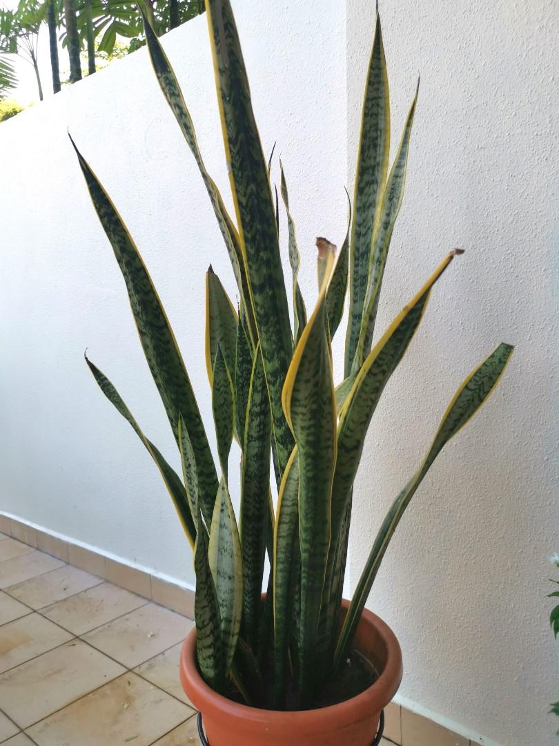 Big, tall Snake Plant, Furniture & Home Living, Gardening, Plants ...