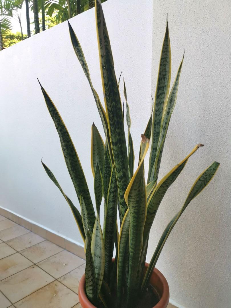 Big, tall Snake Plant, Furniture & Home Living, Gardening, Plants ...