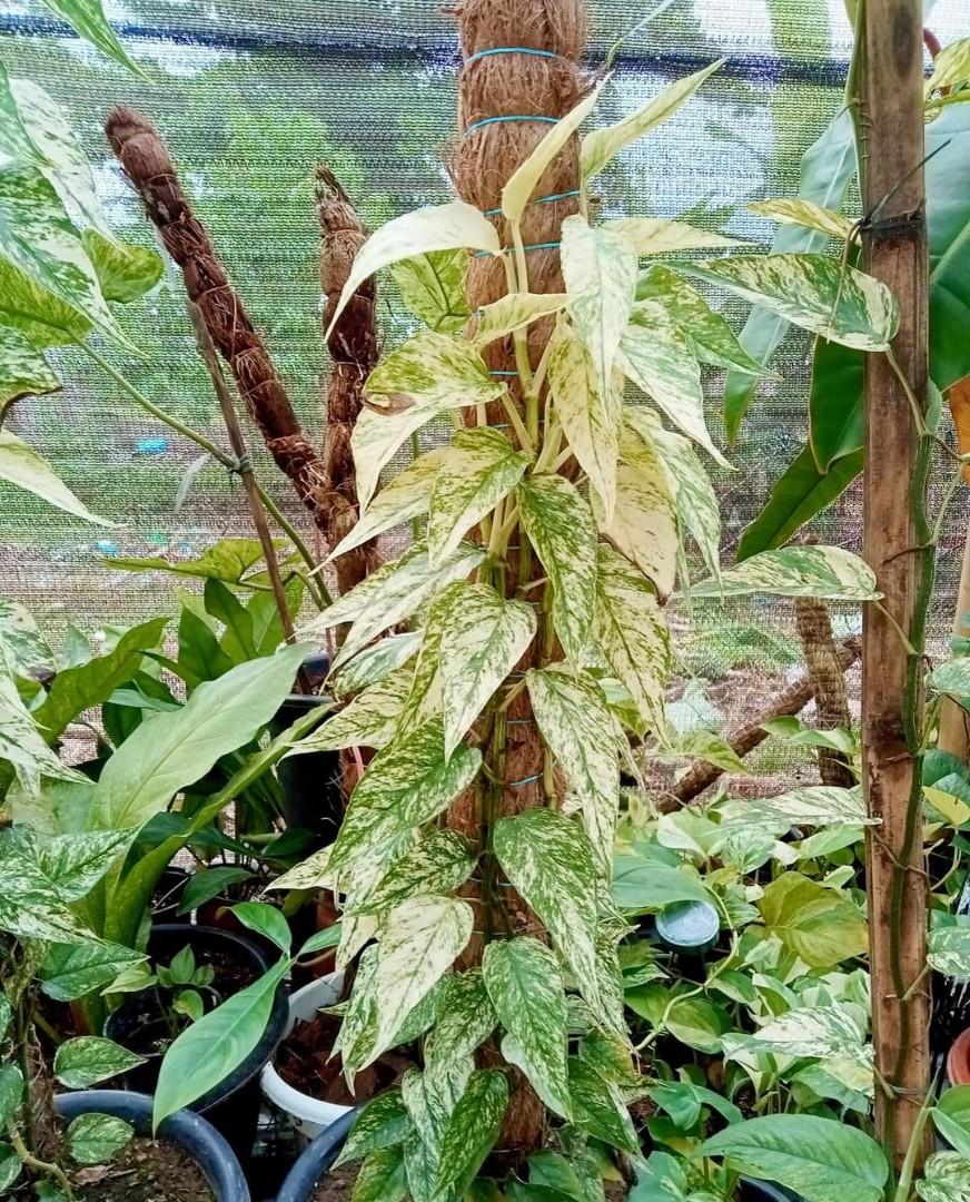 Cebu Blue Variegated, Furniture & Home Living, Gardening, Plants ...