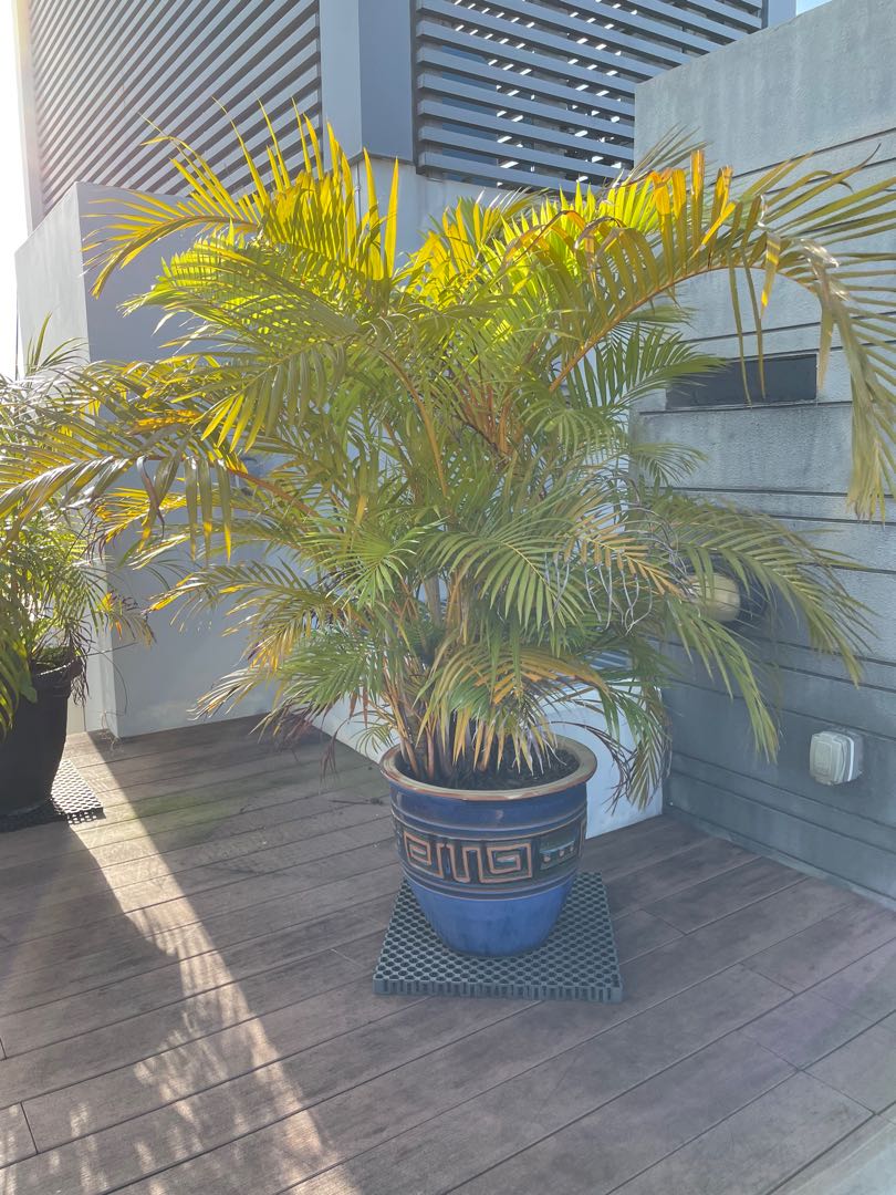 Big yellow palm with beautiful pot, Furniture & Home Living, Gardening ...