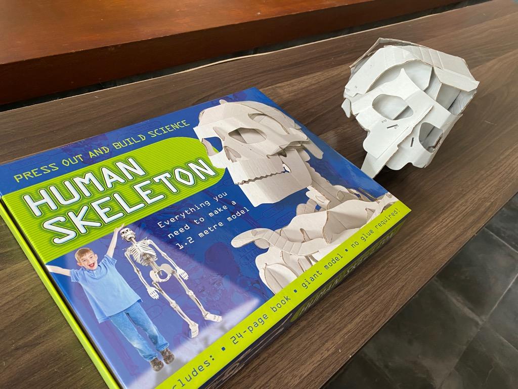 Human Skeleton Puzzle, Hobbies & Toys, Toys & Games on Carousell