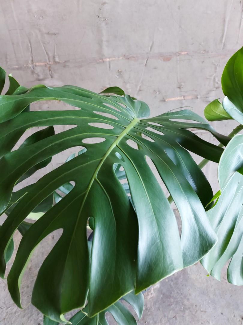 Large Form Monstera Deliciosa (1 Meter), Furniture & Home Living ...