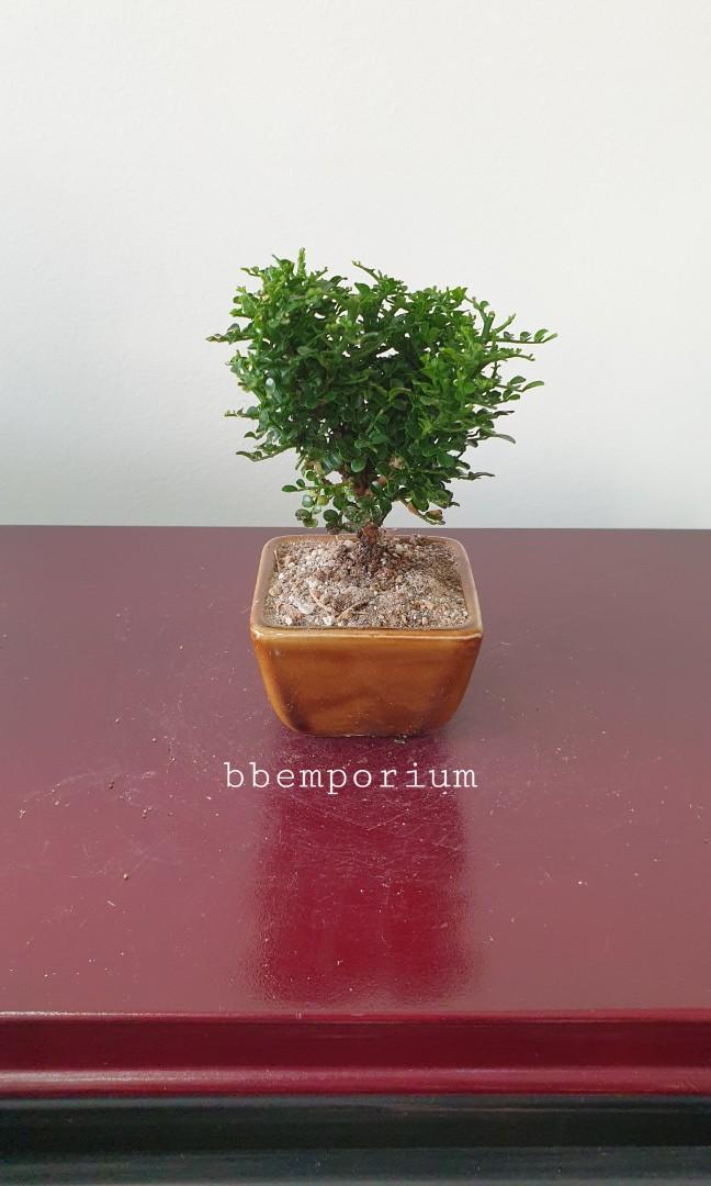 Premium Jap Mini Murraya Bonsai, Furniture & Home Living, Gardening ...