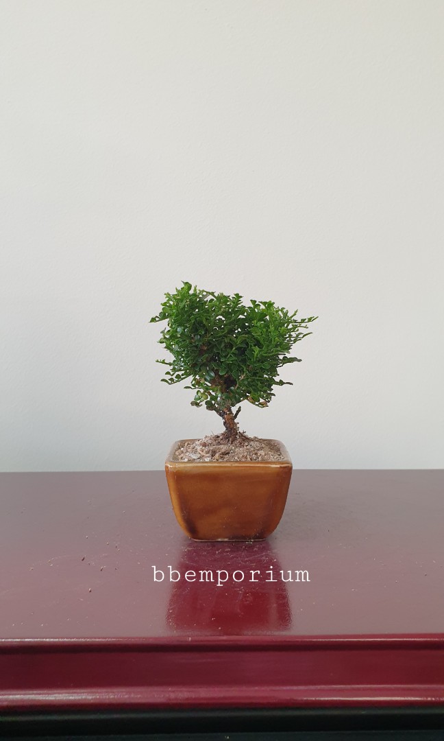 Premium Jap Mini Murraya Bonsai, Furniture & Home Living, Gardening ...