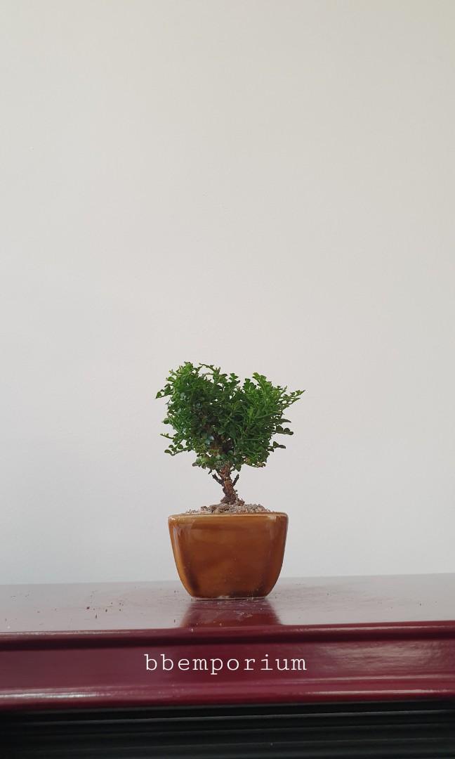 Premium Jap Mini Murraya Bonsai, Furniture & Home Living, Gardening ...