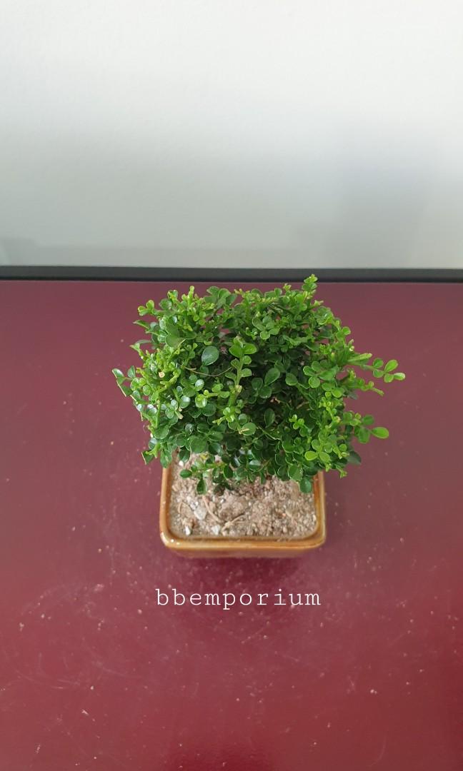Premium Jap Mini Murraya Bonsai, Furniture & Home Living, Gardening ...