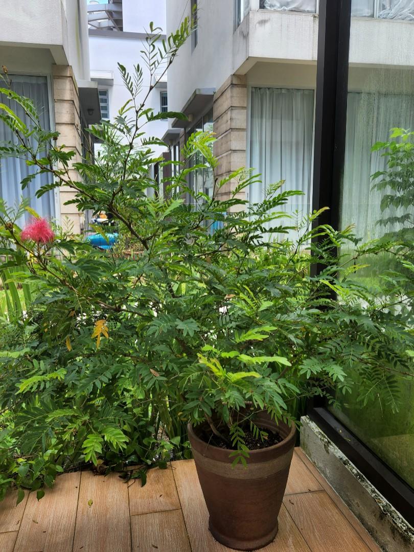 Red Powder Puff Plant (Calliandra) in glazed ceramic pot, Furniture ...