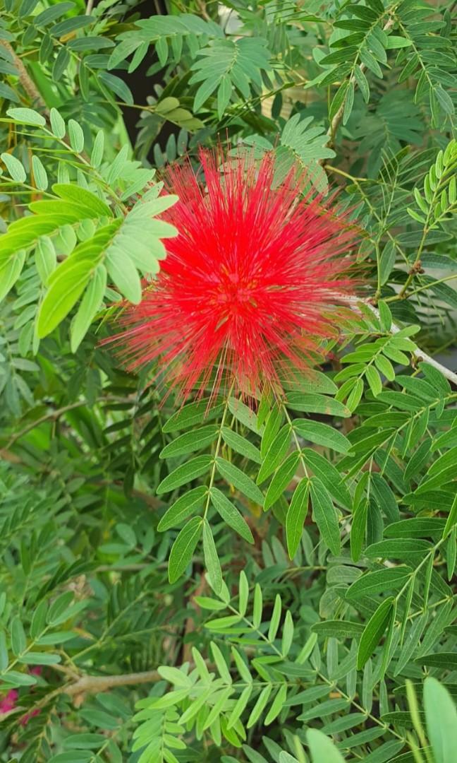 Red Powder Puff Plant (Calliandra) in glazed ceramic pot, Furniture ...