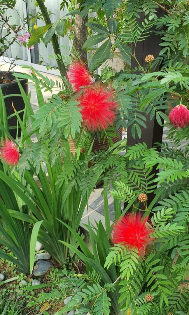 Red Powder Puff Plant (Calliandra) in glazed ceramic pot, Furniture ...