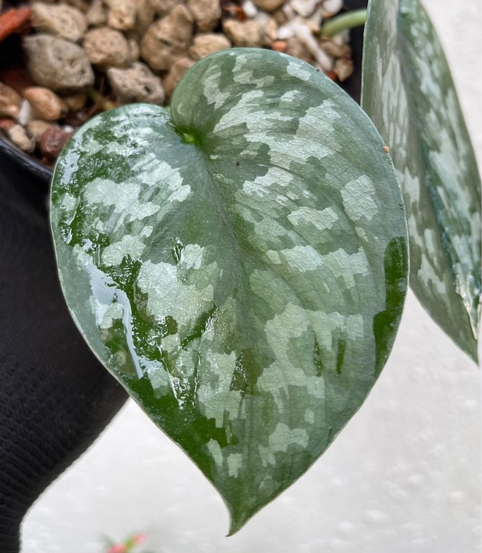 Scindapsus Pictus Silver Splash, Furniture & Home Living, Gardening ...