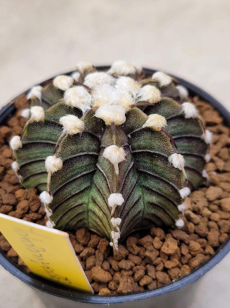 Vos014A maomao, Furniture & Home Living, Gardening, Plants & Seeds on ...