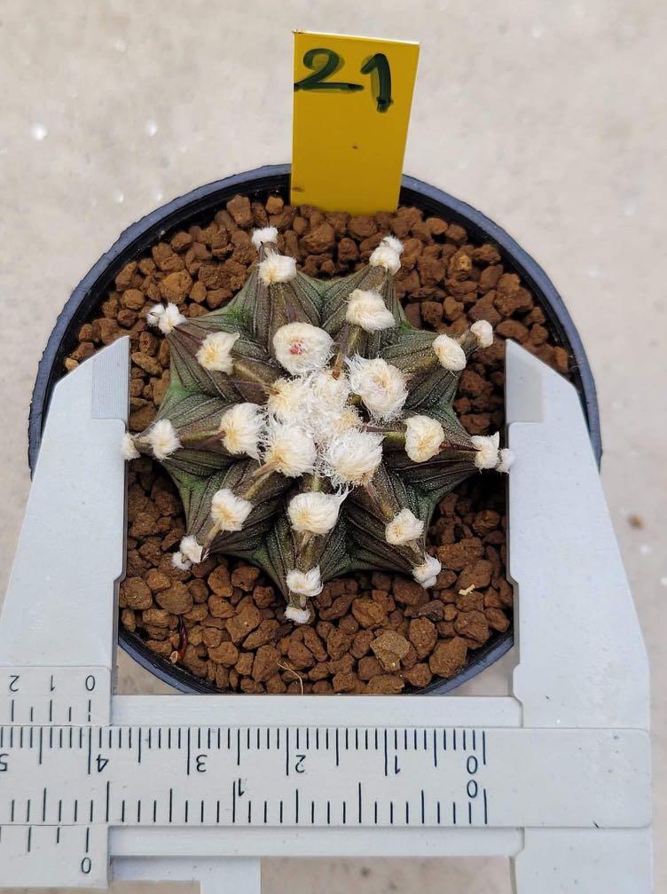 Vos014A maomao, Furniture & Home Living, Gardening, Plants & Seeds on ...