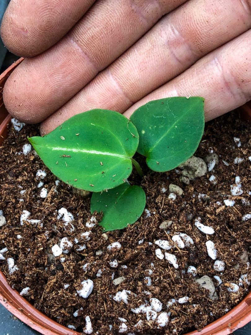 Anthurium Red Crystalinum (NSE), Furniture & Home Living, Gardening ...