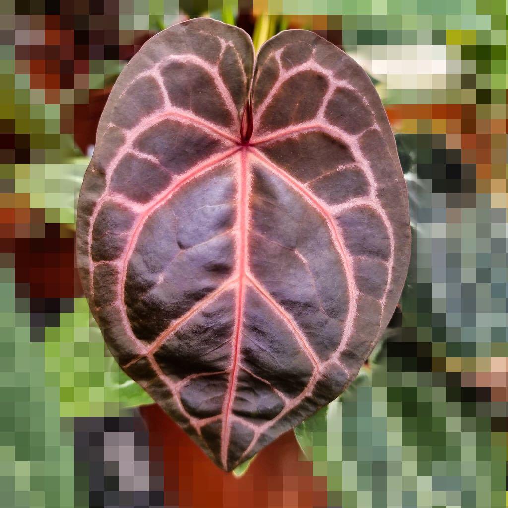 Anthurium Red Crystalinum (NSE), Furniture & Home Living, Gardening ...