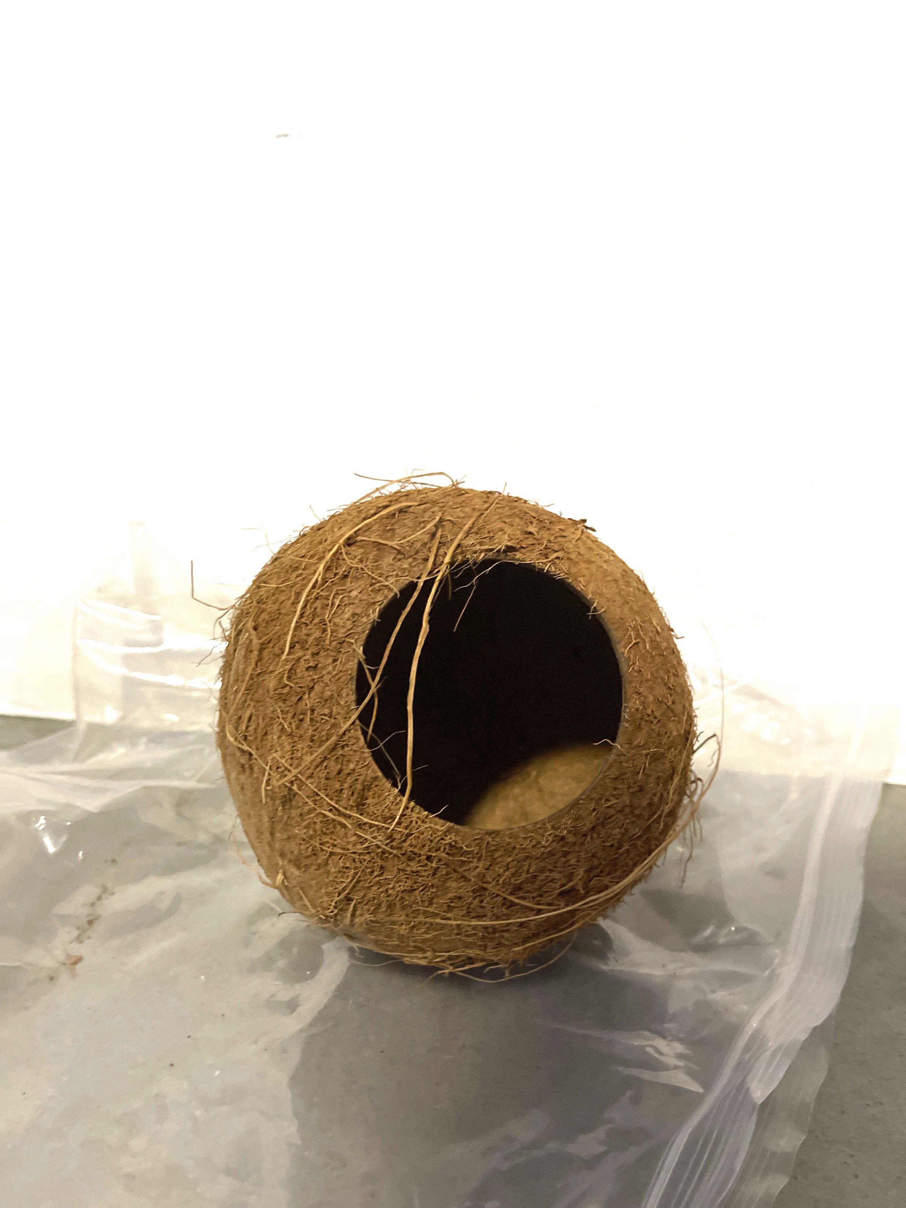 Hamster Coconut Shell House [Ready Stock], Pet Supplies, Homes & Other ...