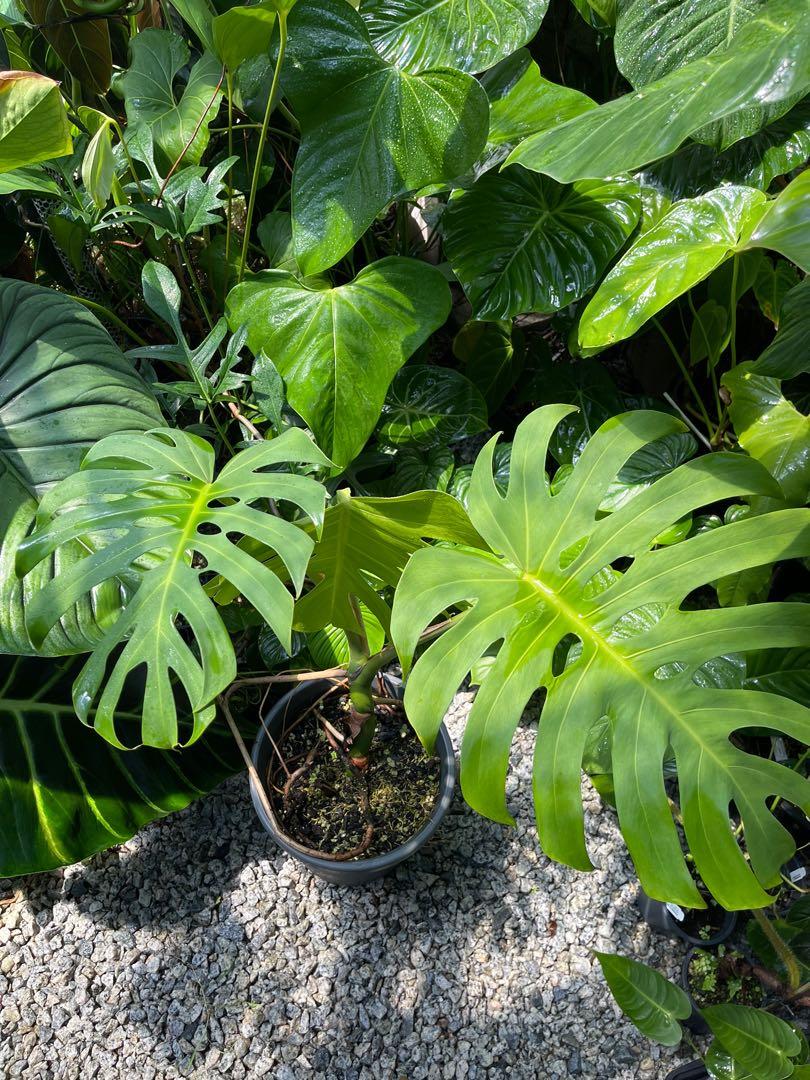 Monstera Brazil common form, Furniture & Home Living, Gardening, Plants ...