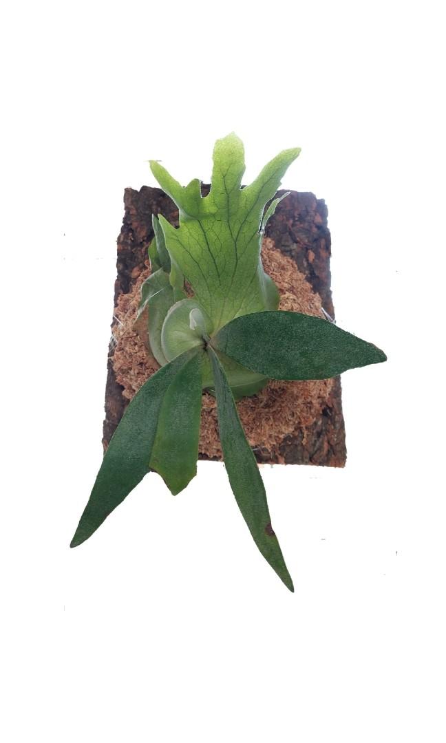 Platycerium Willinckii (Staghorn Fern) sporeling, Furniture & Home ...