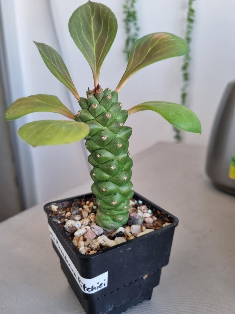 Euphorbia Monadenium Ritchiei, Furniture & Home Living, Gardening ...