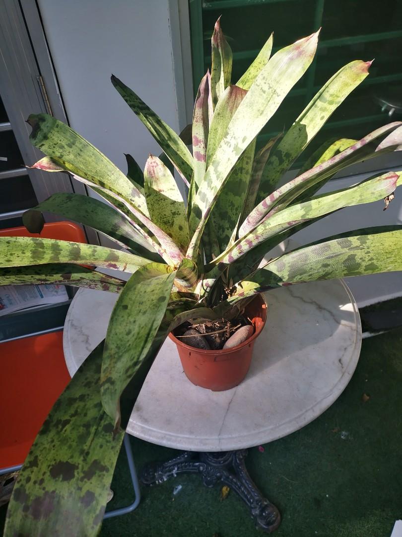 Flaming sword bromeliad - Vriesea splendens, Furniture & Home Living ...