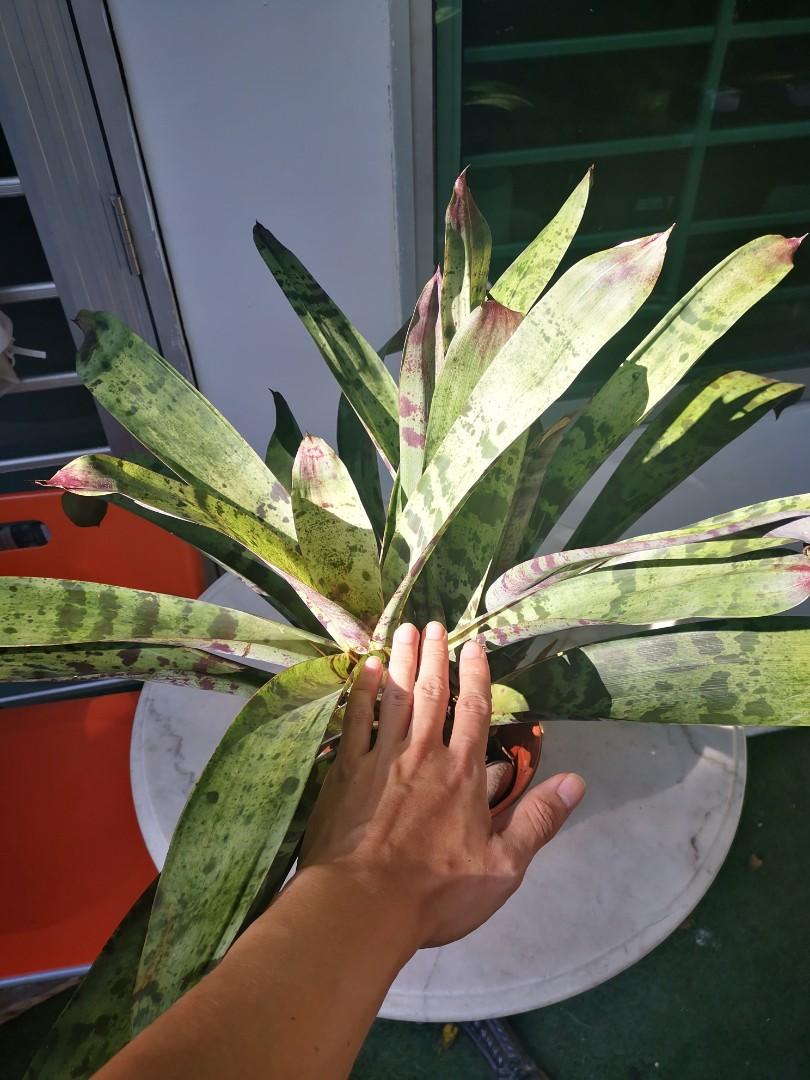 Flaming sword bromeliad - Vriesea splendens, Furniture & Home Living ...