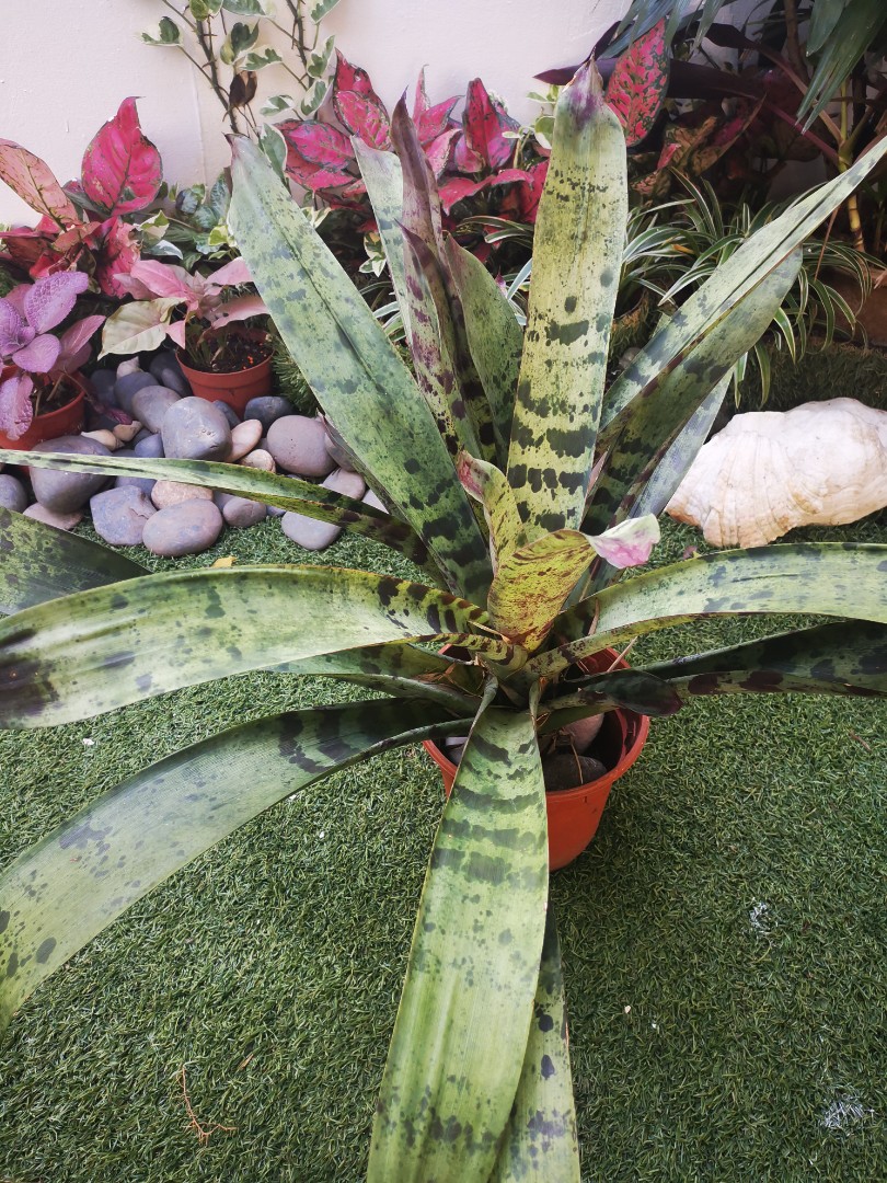 Flaming sword bromeliad - Vriesea splendens, Furniture & Home Living ...