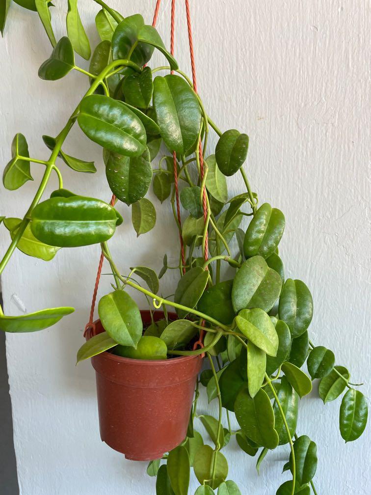 Hoya gigas, Furniture & Home Living, Gardening, Plants & Seeds on Carousell